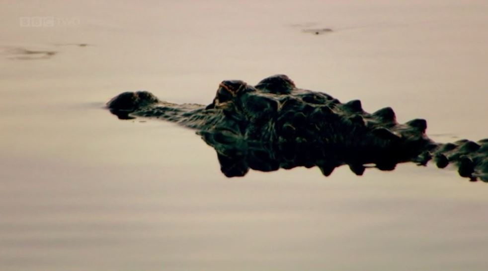Evolution of hearing and jaws in fish, reptiles and mammals | Wonders ...