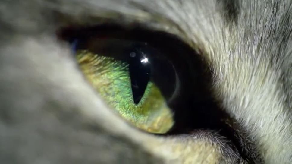 01: A Cat's Eye View | Cat Watch 2014: The New Horizon Experiment ...