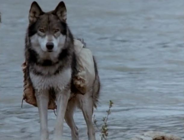 White Fang (1991) - BBC Literary Archive