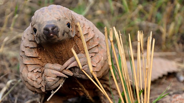 Pangolins - The World's Most Wanted Animal | Natural World ...
