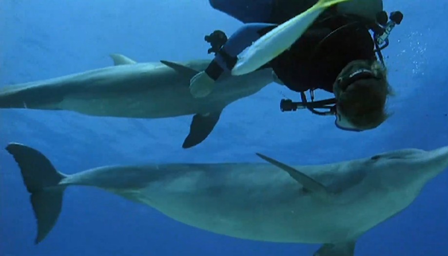 The Blue Planet: Deep Trouble - Educational Recording Agency