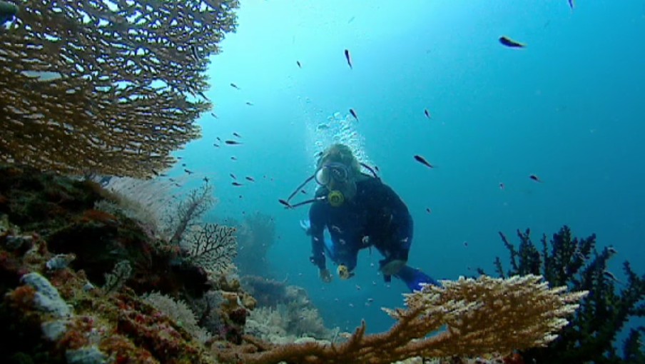 Coral Reef Fish Danger | The Blue Planet: Deep Trouble - Educational ...