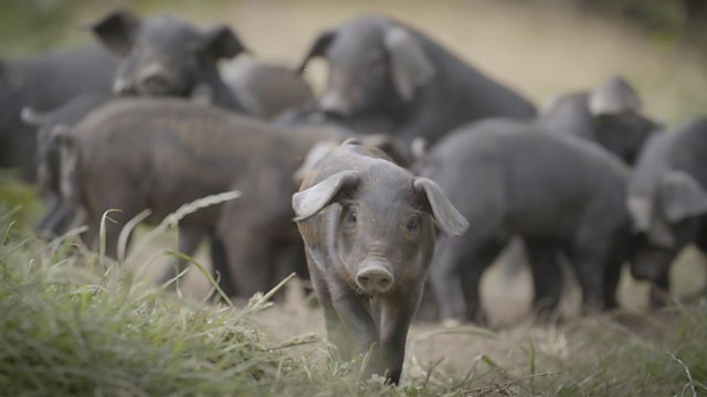 03: Pigs | Secret Life of Farm Animals - Educational Recording Agency